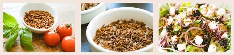 Comer insectos: bueno para la salud… y el planeta | Influencers