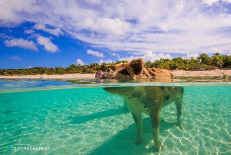 Conoce 'la isla de los cerdos', en Bahamas