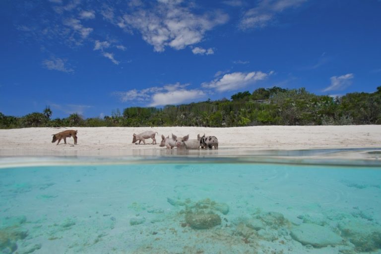 Conoce 'la isla de los cerdos', en Bahamas | Influencers
